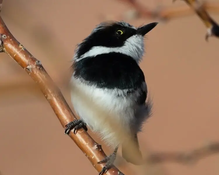 Pririt batis - Facts, Diet, Habitat & Pictures on Animalia.bio