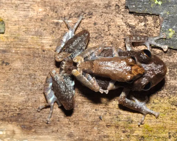 Pristimantis altamazonicus - Facts, Diet, Habitat & Pictures on ...