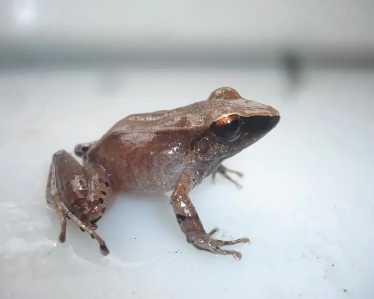 Pristimantis buccinator - Facts, Diet, Habitat & Pictures on Animalia.bio