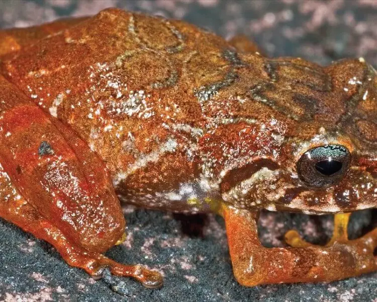 Pristimantis jamescameroni - Facts, Diet, Habitat & Pictures on ...