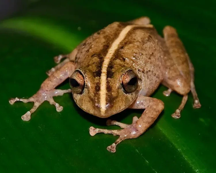 Pristimantis medemi - факти, дієта, ареал і фотографії на Animalia.bio