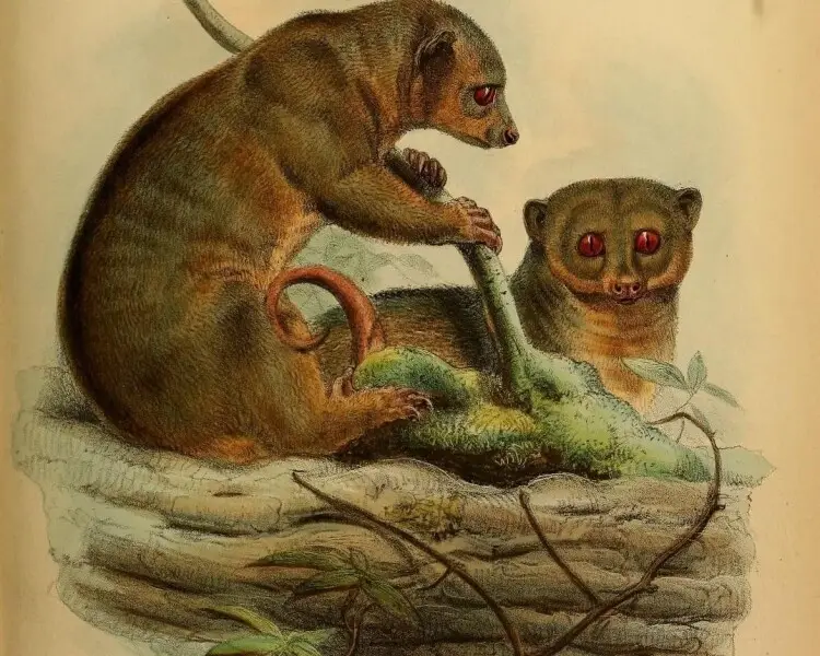 Sulawesi dwarf cuscus - Facts, Diet, Habitat & Pictures on Animalia.bio