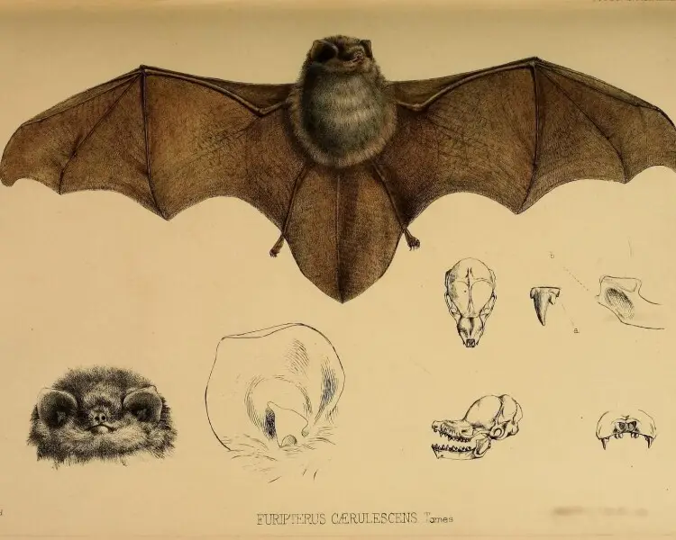 Furipterus horrens - факти, дієта, ареал і фотографії на Animalia.bio