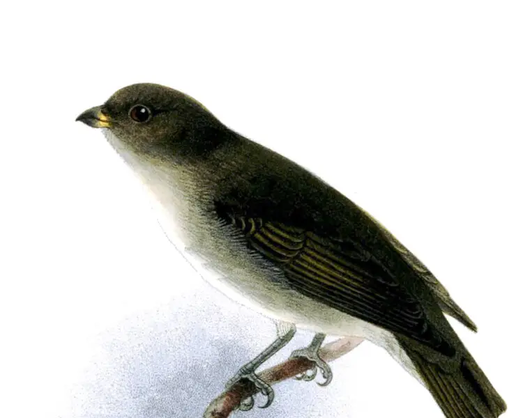 Brown-backed flowerpecker - Facts, Diet, Habitat & Pictures on Animalia.bio