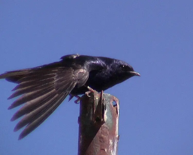 Southern martin - Facts, Diet, Habitat & Pictures on Animalia.bio