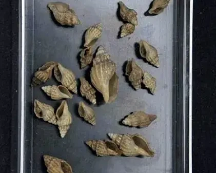 Propebela nobilis - факти, дієта, ареал і фотографії на Animalia.bio