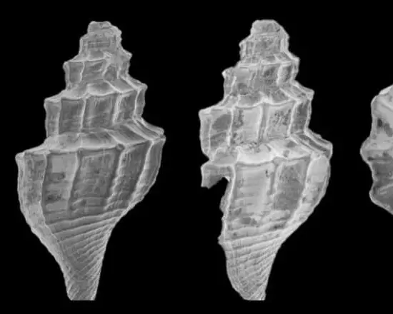 Propebela rugulata - факти, дієта, ареал і фотографії на Animalia.bio
