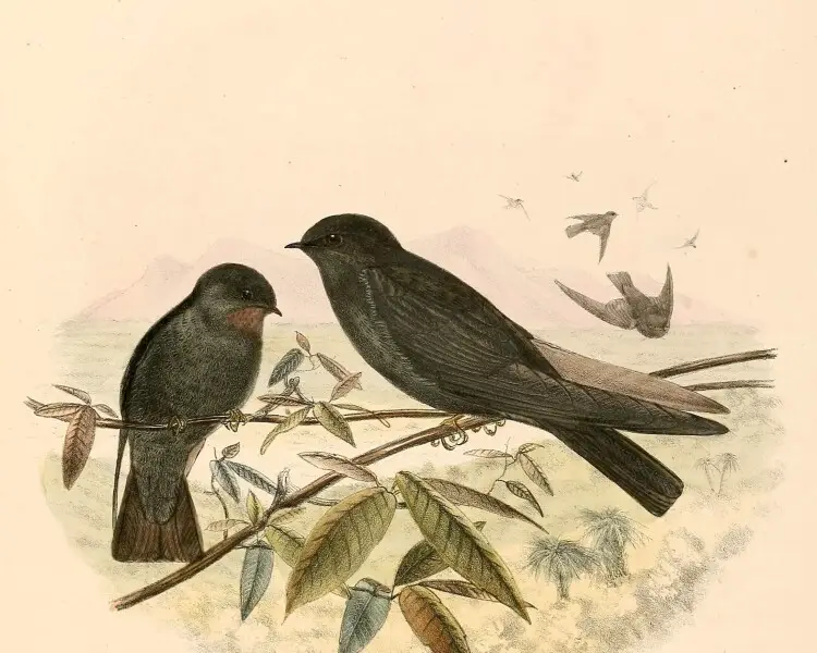 Square-tailed saw-wing - Facts, Diet, Habitat & Pictures on Animalia.bio