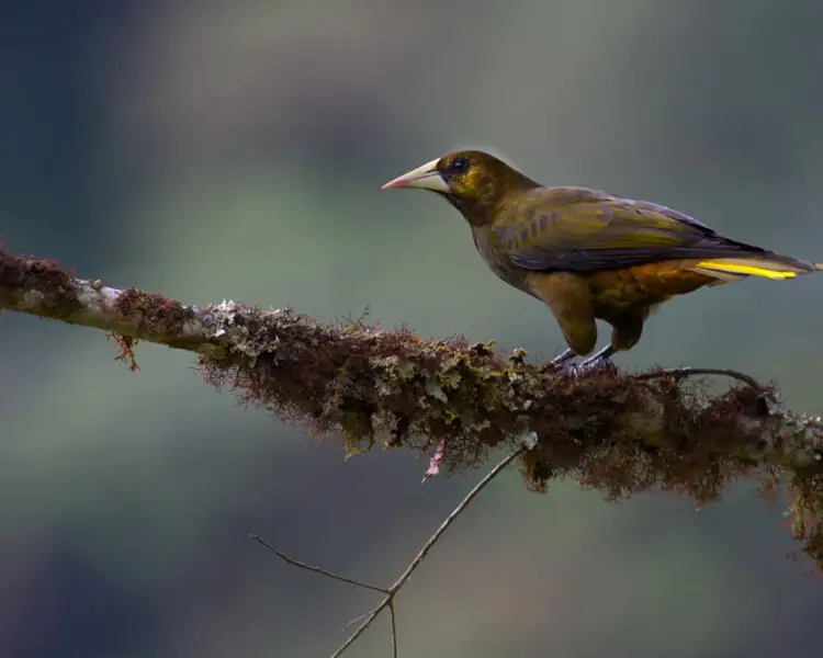 Psarocolius atrovirens - Fatti, dieta, habitat e immagini su Animalia.bio