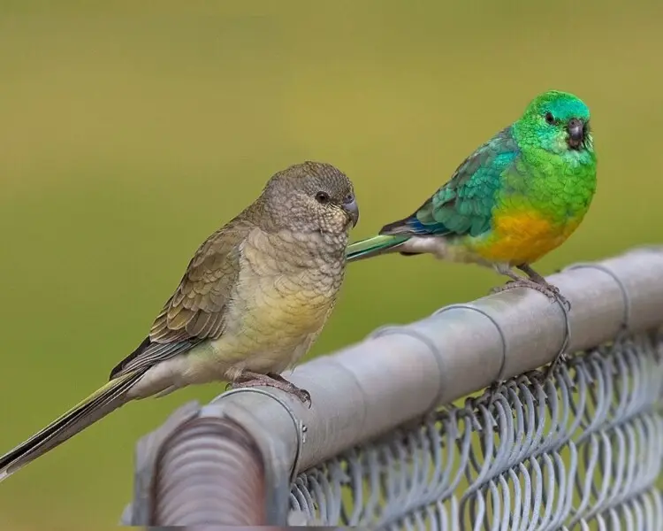 Red-rumped parrot - Facts, Diet, Habitat & Pictures on Animalia.bio