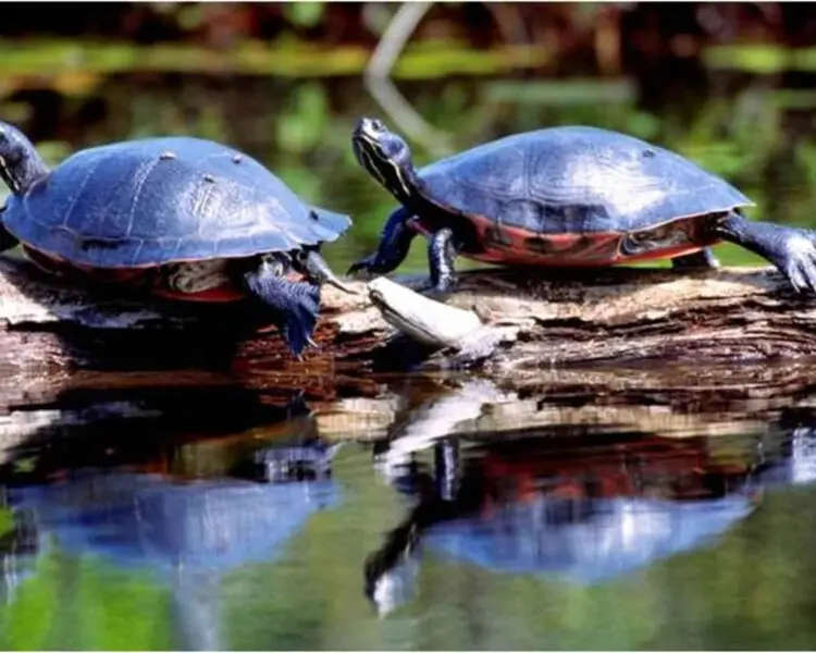 Northern red-bellied cooter - Facts, Diet, Habitat & Pictures on ...
