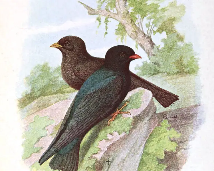 African river martin - Facts, Diet, Habitat & Pictures on Animalia.bio