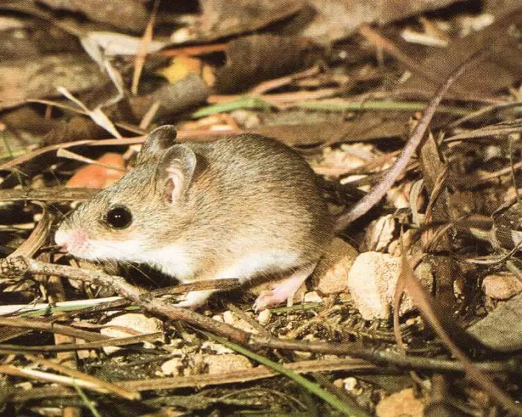 Pseudomys delicatulus - факти, дієта, ареал і фотографії на Animalia.bio