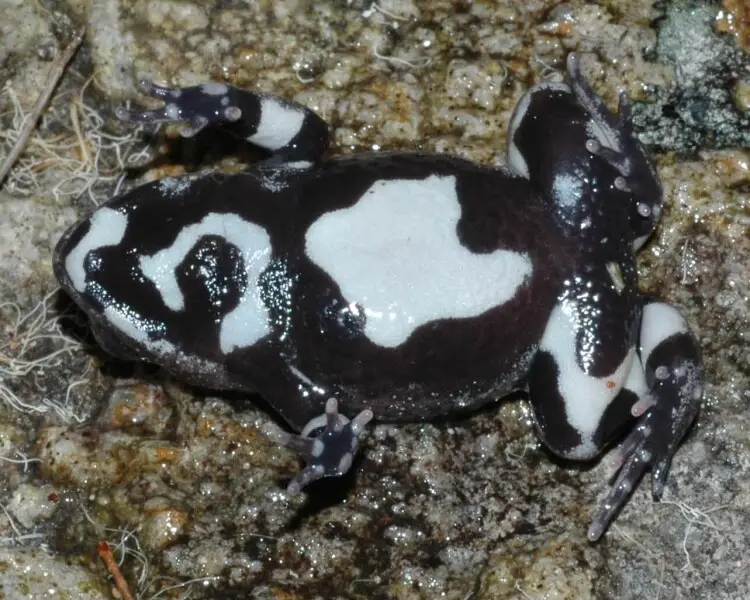 Pseudophryne coriacea - факти, дієта, ареал і фотографії на Animalia.bio