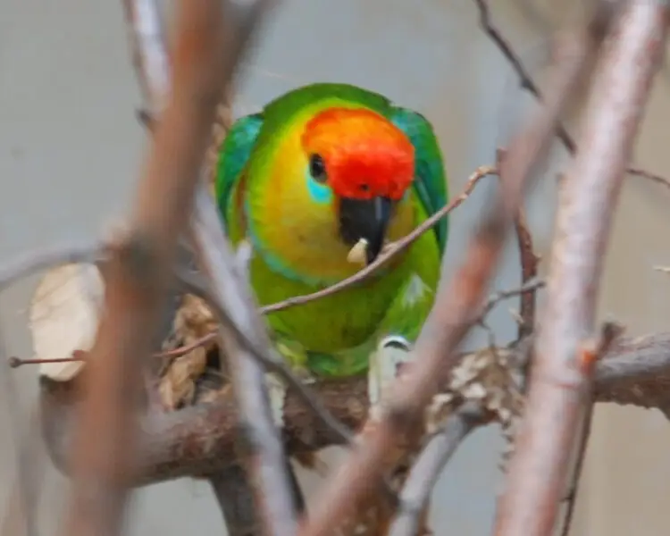 Large fig parrot - Facts, Diet, Habitat & Pictures on Animalia.bio