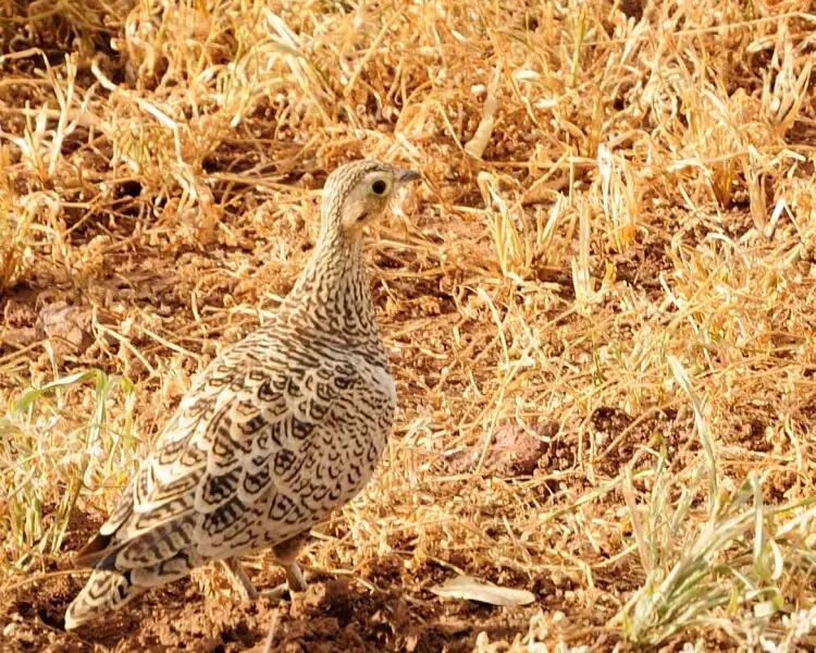 Black-faced sandgrouse - Facts, Diet, Habitat & Pictures on Animalia.bio