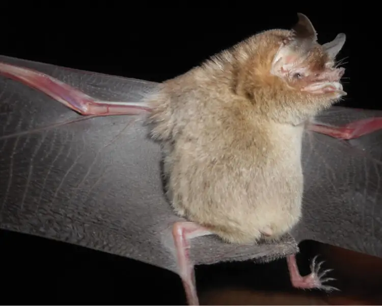 Wagner's mustached bat - Facts, Diet, Habitat & Pictures on Animalia.bio