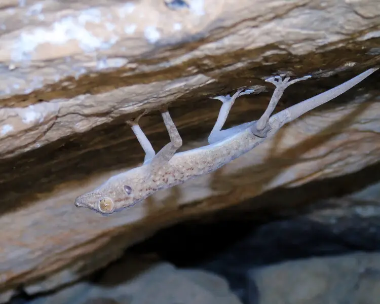 Ruus al Jibal fan-footed gecko - Facts, Diet, Habitat & Pictures on ...