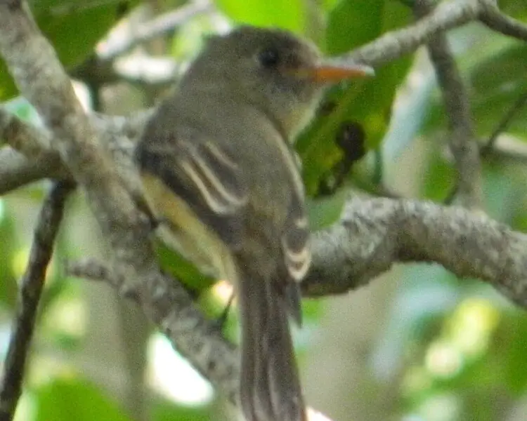 Lesser Antillean pewee - Facts, Diet, Habitat & Pictures on Animalia.bio
