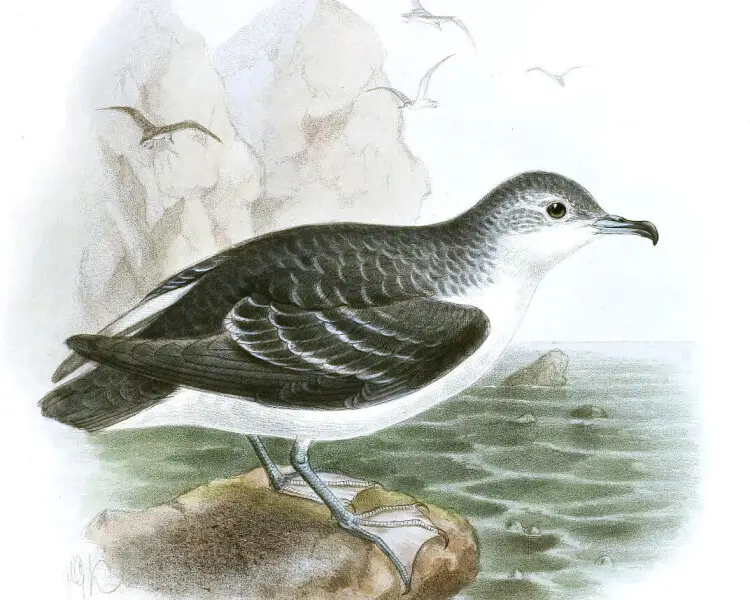 Puffinus assimilis - Facts, Diet, Habitat & Pictures on Animalia.bio