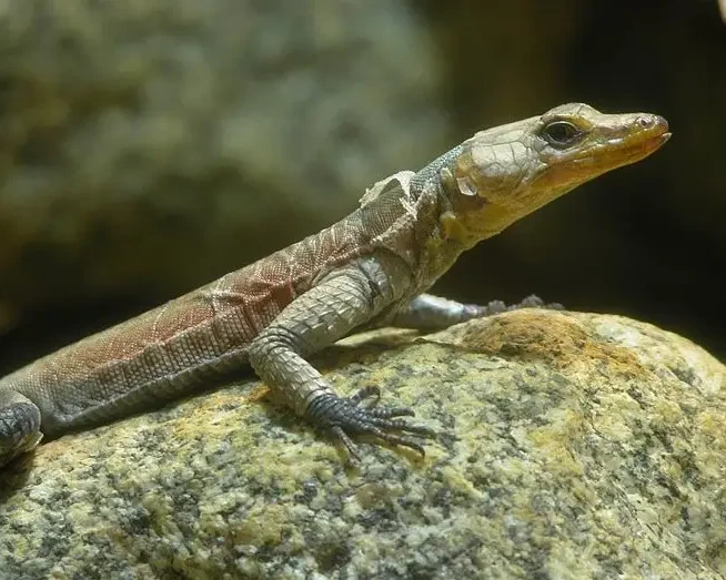 Platysaurus pungweensis - Facts, Diet, Habitat & Pictures on Animalia.bio