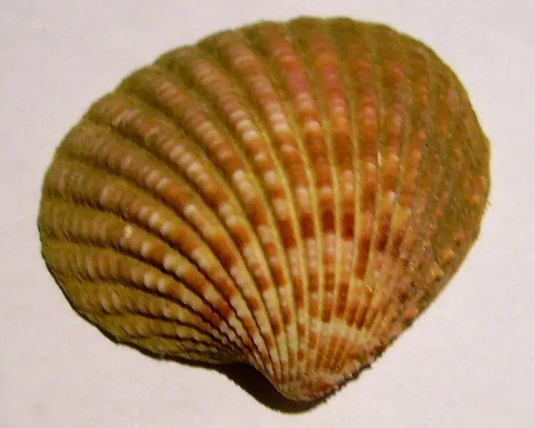 Purpurocardia purpurata - Facts, Diet, Habitat & Pictures on Animalia.bio