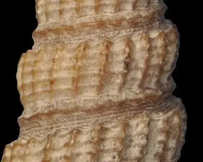 Pyrgospira ostrearum - Facts, Diet, Habitat & Pictures on Animalia.bio