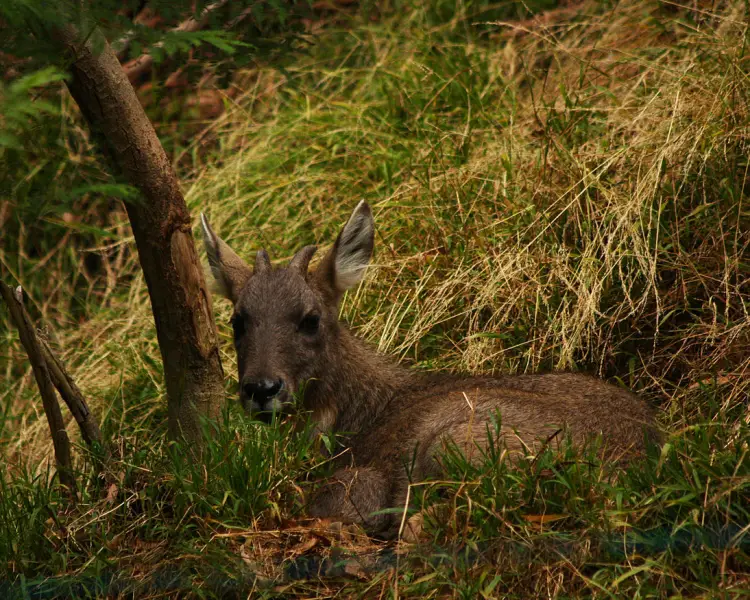 Chinese Goral - Facts, Diet, Habitat & Pictures on Animalia.bio