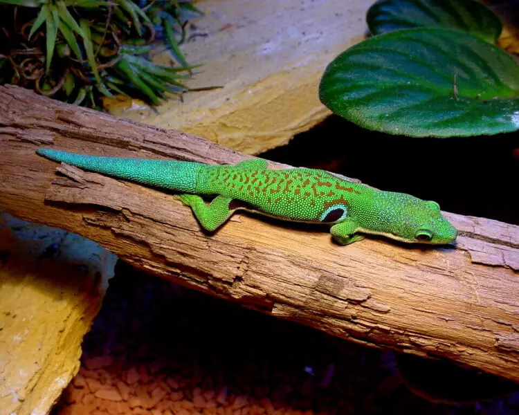 Phelsuma quadriocellata - Facts, Diet, Habitat & Pictures on Animalia.bio
