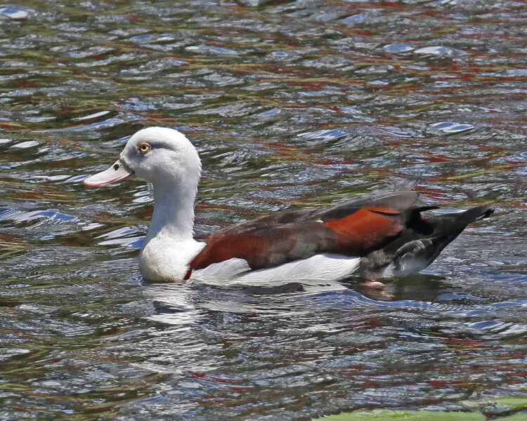 Radjah radjah - факти, дієта, ареал і фотографії на Animalia.bio