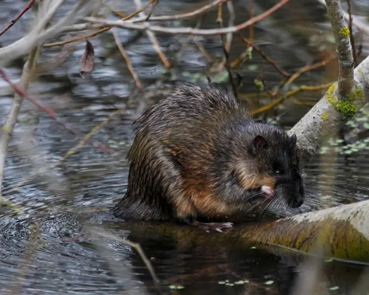 Rakali - Facts, Diet, Habitat & Pictures on Animalia.bio