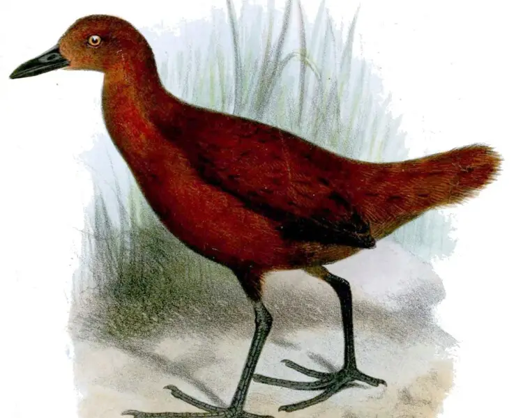 Rallicula rubra - факти, дієта, ареал і фотографії на Animalia.bio