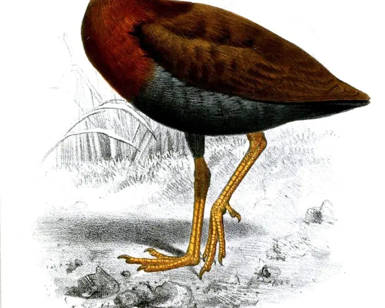 Bare-eyed rail - Facts, Diet, Habitat & Pictures on Animalia.bio
