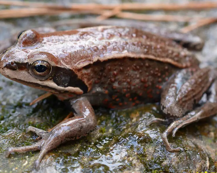 Rana amurensis - Fatti, dieta, habitat e immagini su Animalia.bio