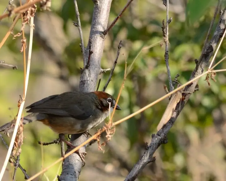 Rusty-crowned ground sparrow - Facts, Diet, Habitat & Pictures on ...