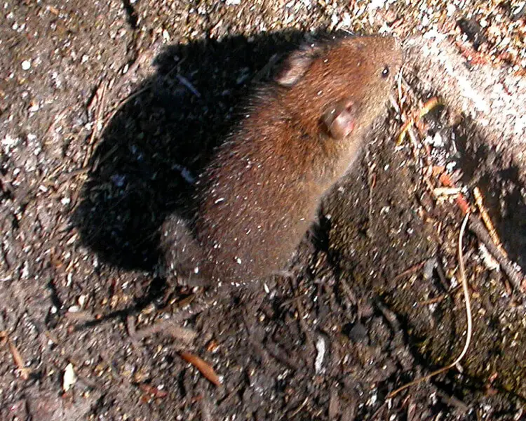 Myodes gapperi - факти, дієта, ареал і фотографії на Animalia.bio