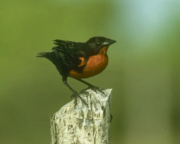 Red-breasted meadowlark - Facts, Diet, Habitat & Pictures on Animalia.bio