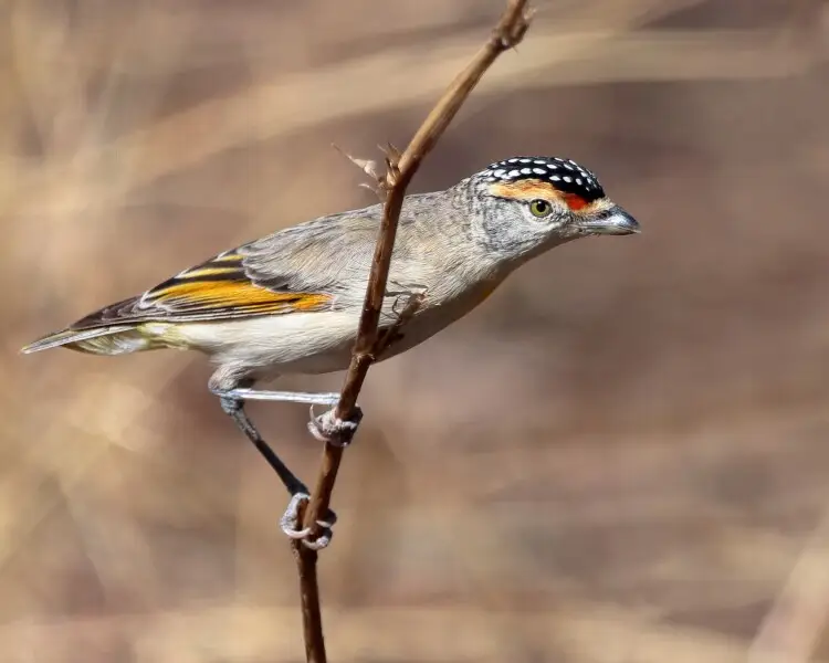 Red-browed pardalote - Facts, Diet, Habitat & Pictures on Animalia.bio