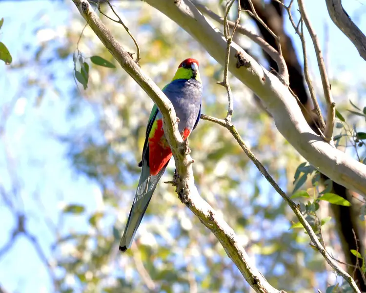 Red-capped parrot - Facts, Diet, Habitat & Pictures on Animalia.bio