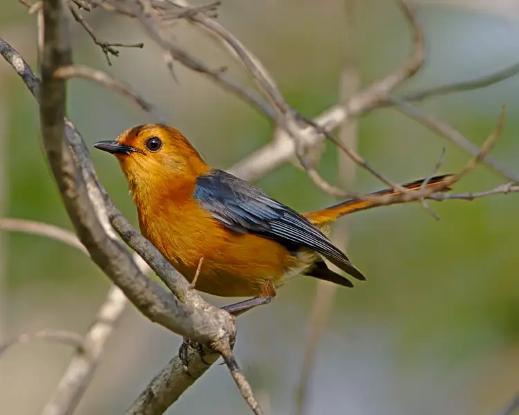 Cossypha natalensis - Fatti, dieta, habitat e immagini su Animalia.bio