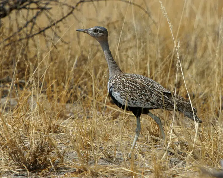 Red-crested korhaan - Facts, Diet, Habitat & Pictures on Animalia.bio