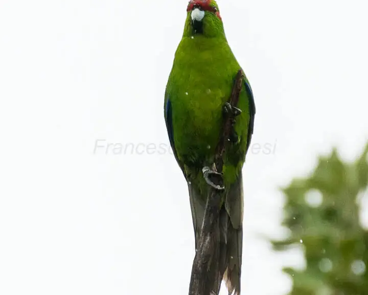 Red-crowned parakeet - Facts, Diet, Habitat & Pictures on Animalia.bio