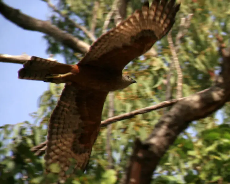 Red goshawk - Facts, Diet, Habitat & Pictures on Animalia.bio
