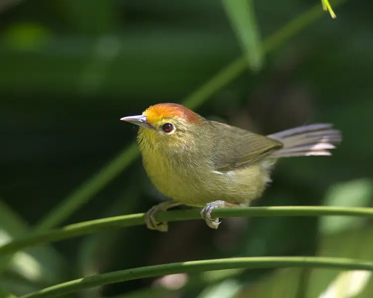 Rufous-capped babbler - Facts, Diet, Habitat & Pictures on Animalia.bio