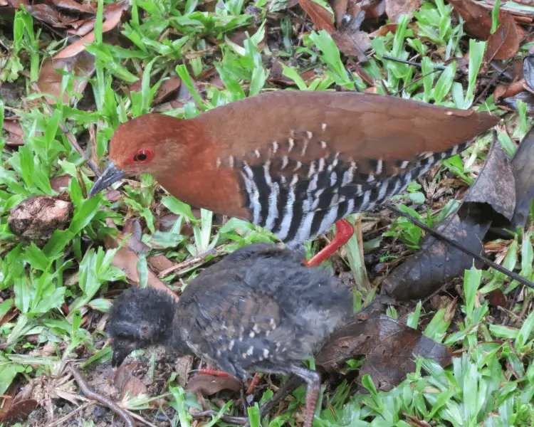 Rallina fasciata - факти, дієта, ареал і фотографії на Animalia.bio