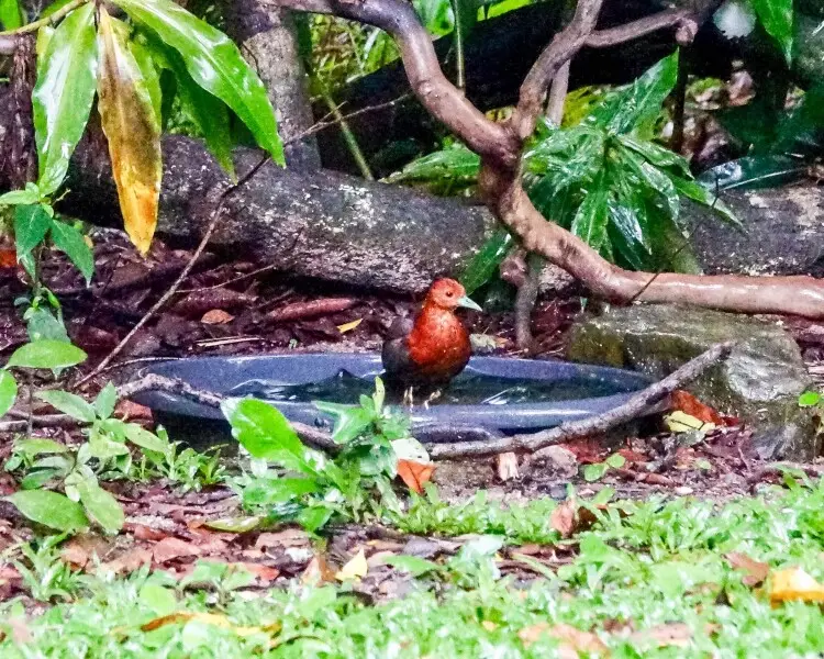 Rallina tricolor - факти, дієта, ареал і фотографії на Animalia.bio
