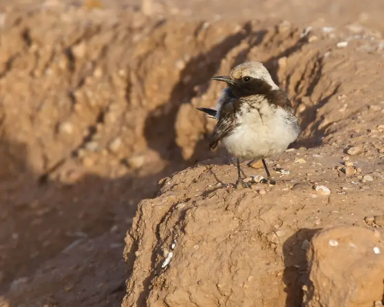 Monachella testagrigia - Fatti, dieta, habitat e immagini su Animalia.bio
