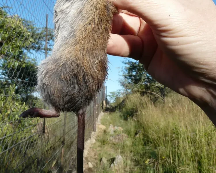 Aethomys chrysophilus - факти, дієта, ареал і фотографії на Animalia.bio