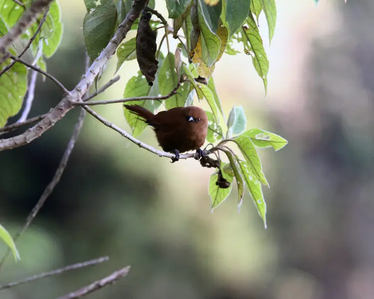 Rufous spinetail - Facts, Diet, Habitat & Pictures on Animalia.bio