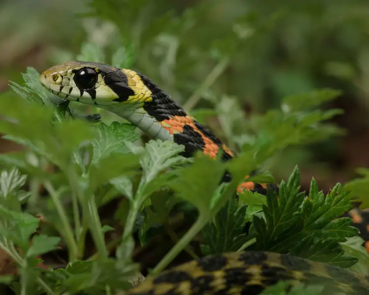 Tiger Keelback - Facts, Diet, Habitat & Pictures on Animalia.bio
